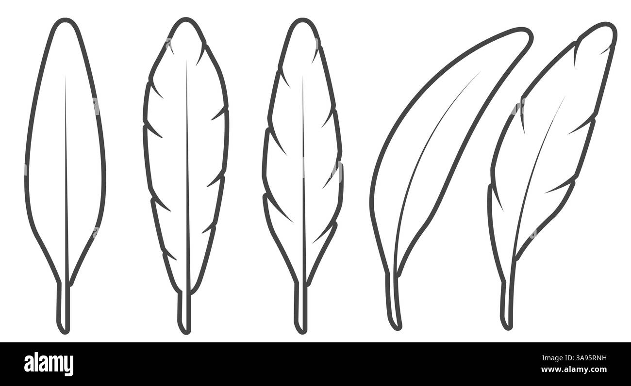 A set of bird feathers of different shapes, straight and curved. Flat ...