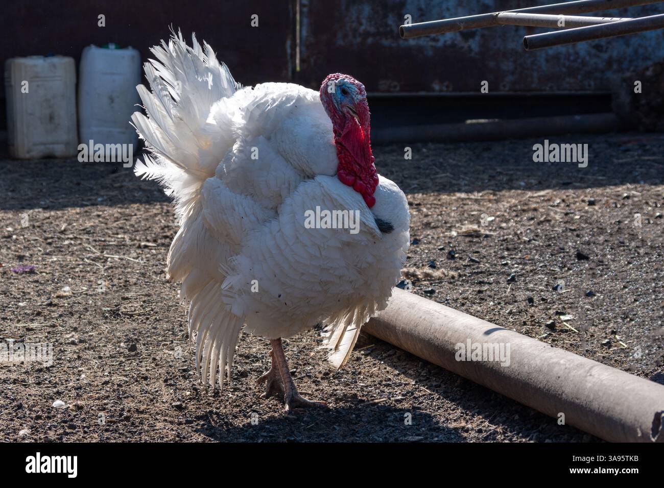 A white turkey bird in the backyard of farm. A beautiful important bird ...
