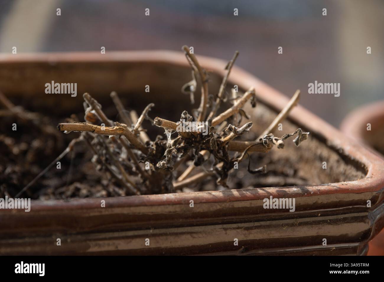 Dead plant in a pot, realistic style, on blurred background, concept of ...