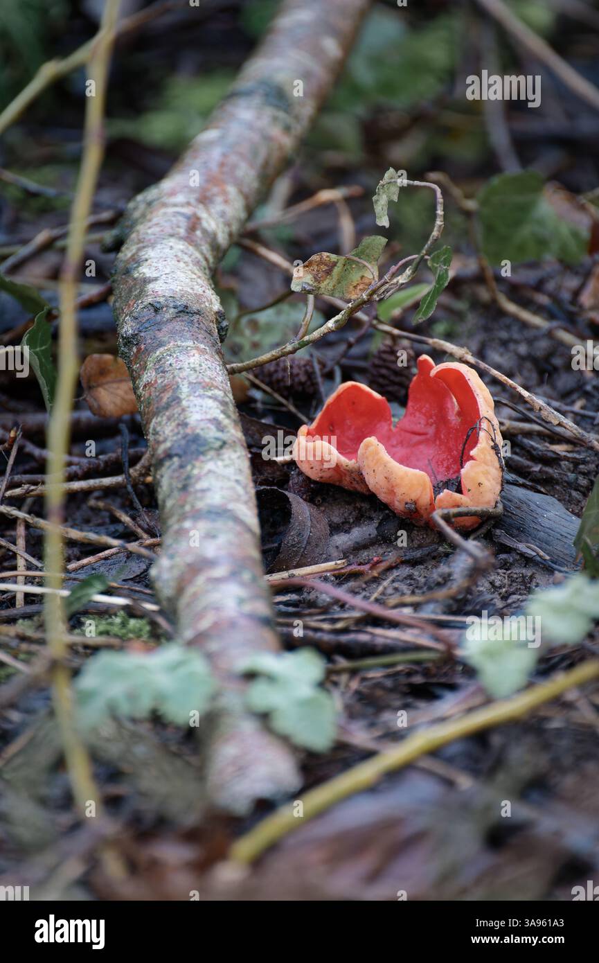 Single pink-red Elf Cup fungus (Sarcoscyphaceae) on shaded forest floor ...