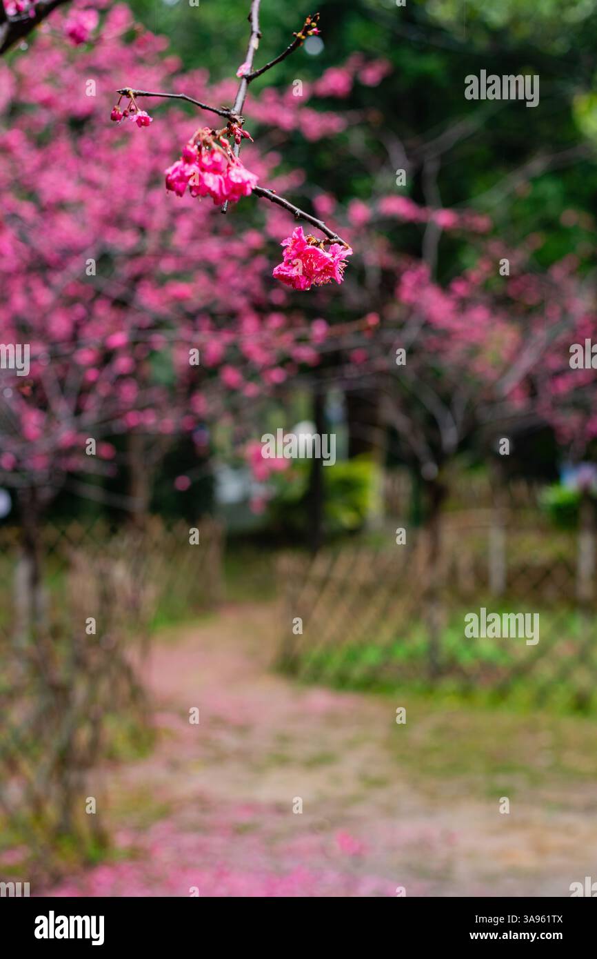 Dreamy Sakura Path in Full Bloom – Soft Pink Cherry Blossoms with ...