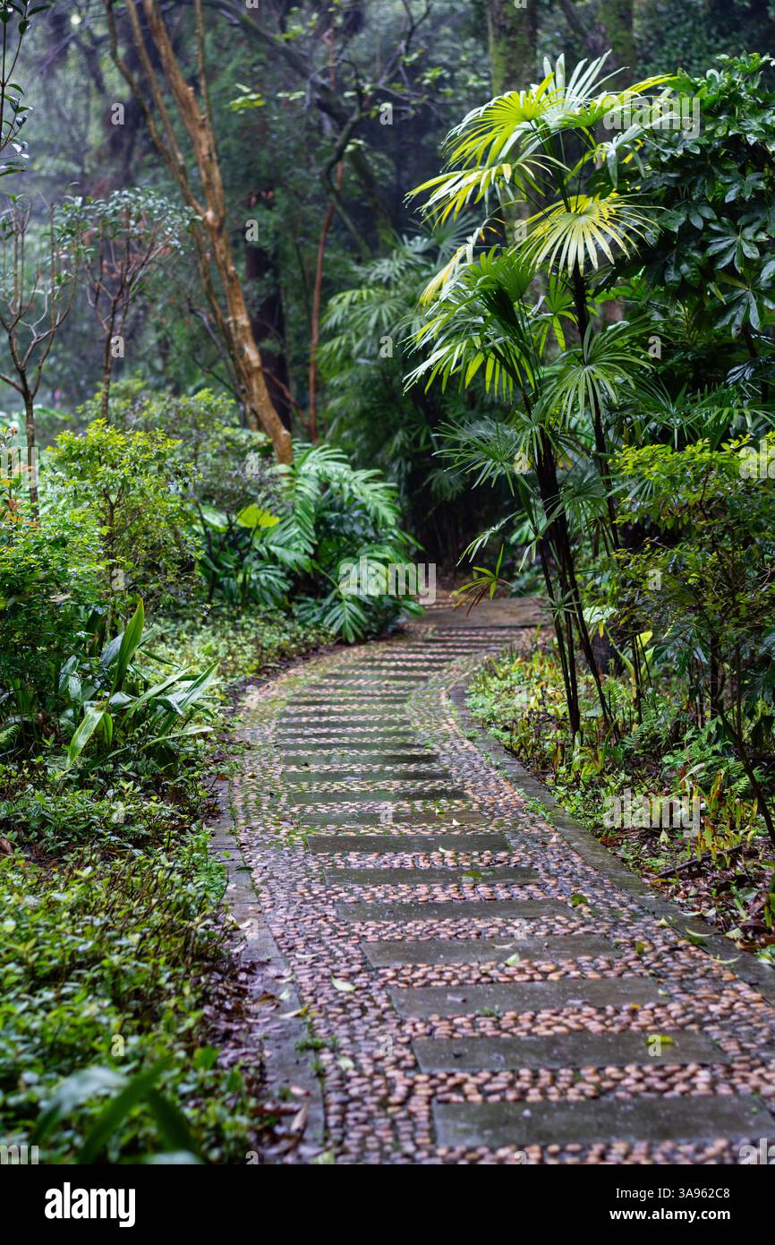 Enchanted Forest Pathway: Sun-Dappled Trail Winding Through Emerald ...