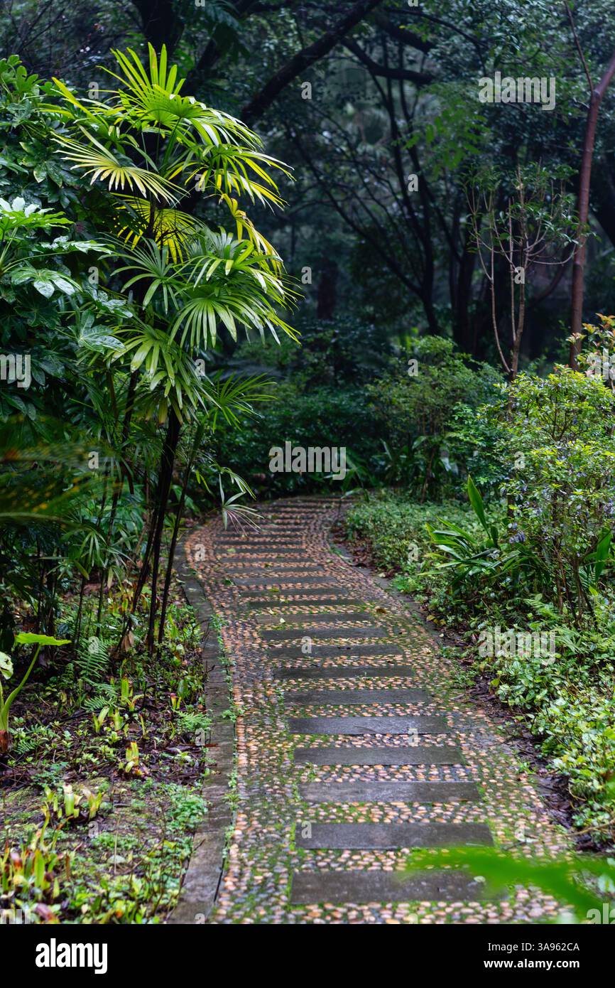 Enchanted Forest Pathway: Sun-Dappled Trail Winding Through Emerald ...