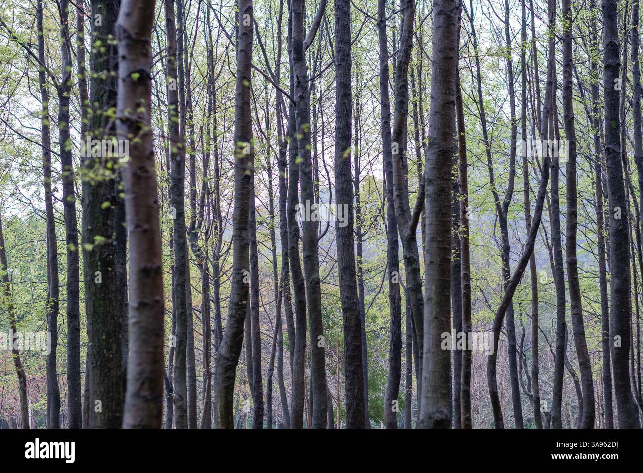 Vertical Symphony: Slender Tree Trunks Rising Through Misty Spring ...
