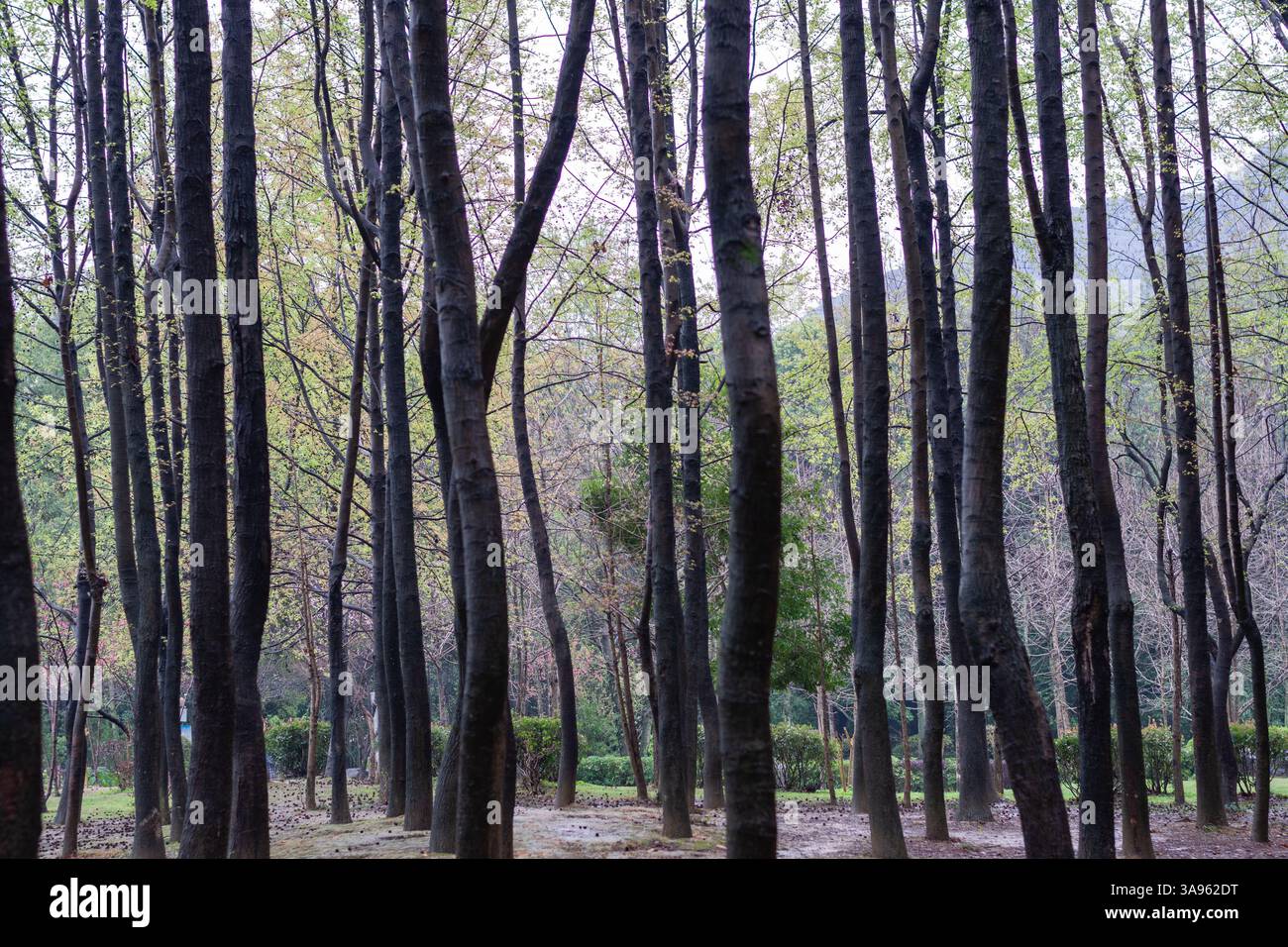 Vertical Symphony: Slender Tree Trunks Rising Through Misty Spring ...