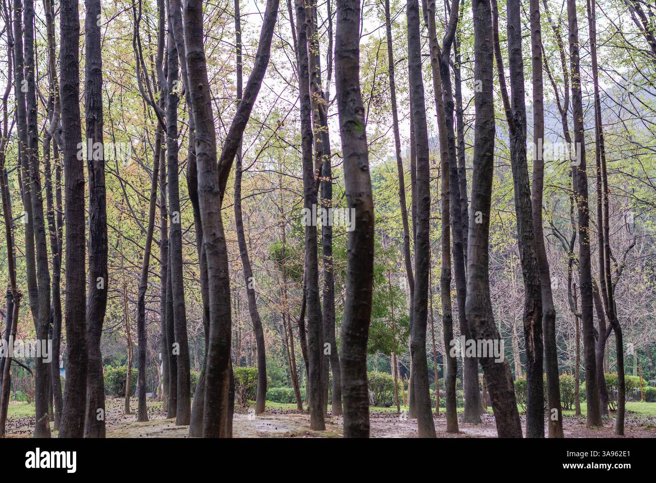 Vertical Symphony: Slender Tree Trunks Rising Through Misty Spring ...