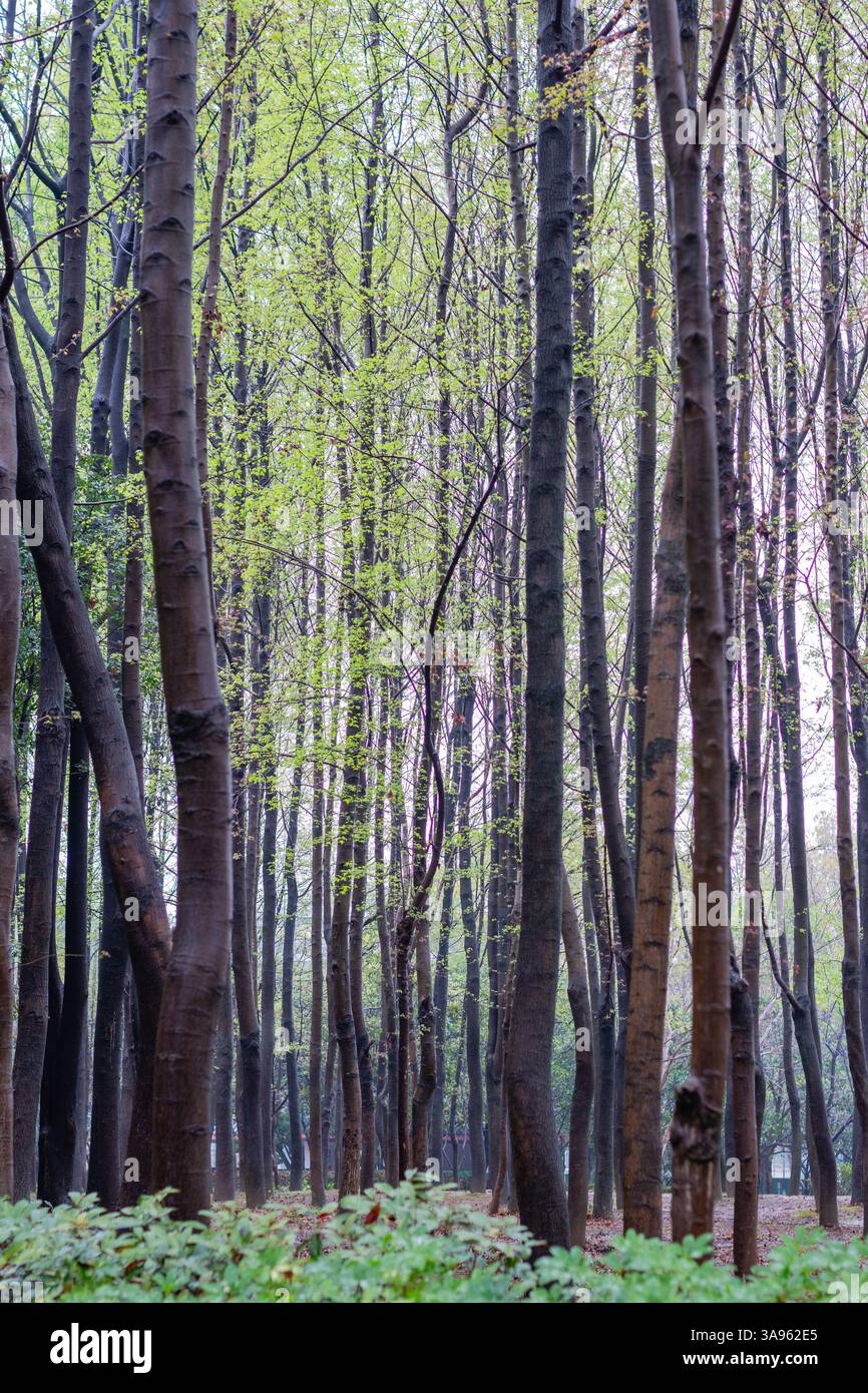 Vertical Symphony: Slender Tree Trunks Rising Through Misty Spring ...