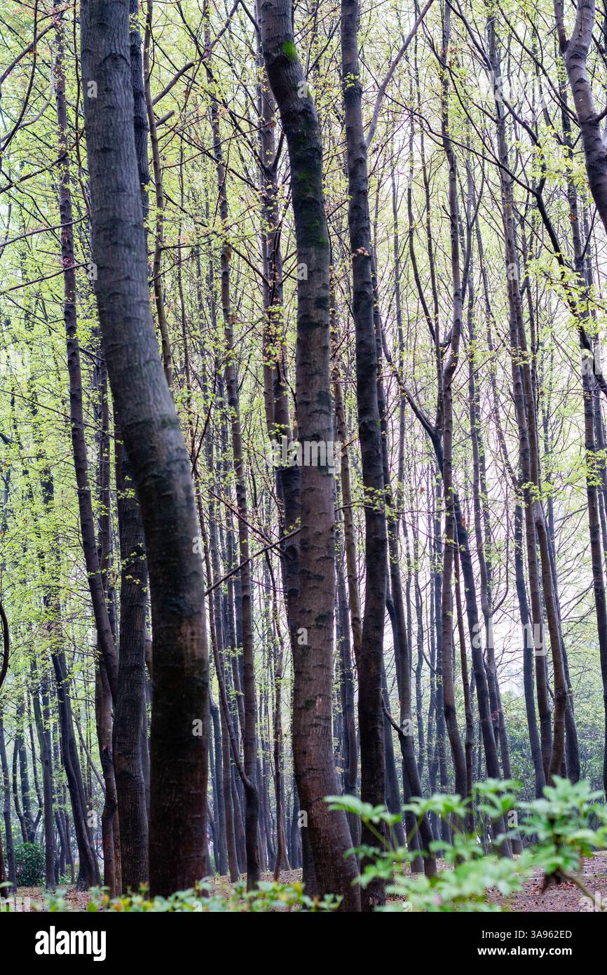 Vertical Symphony: Slender Tree Trunks Rising Through Misty Spring ...