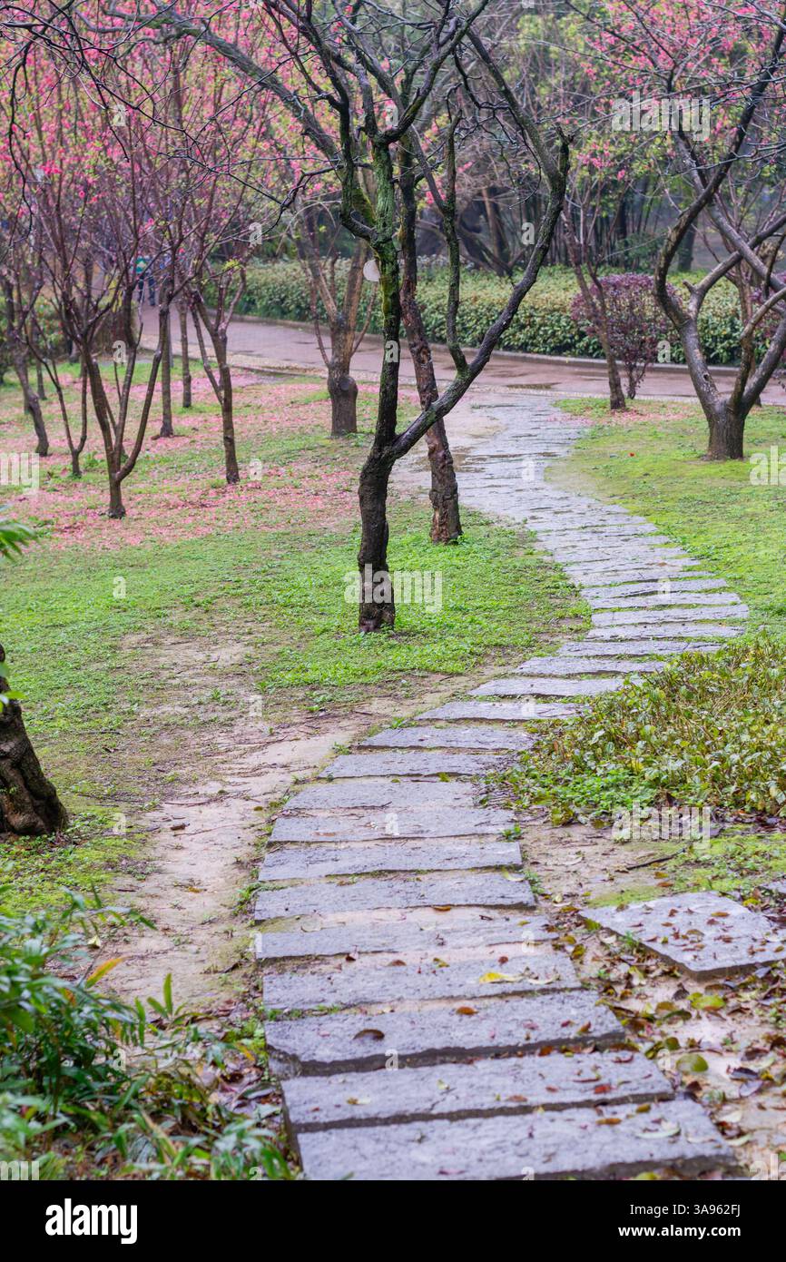 Pink Blossom Pathway: Stone Walkway Framed by Fluttering Cherry Petals ...