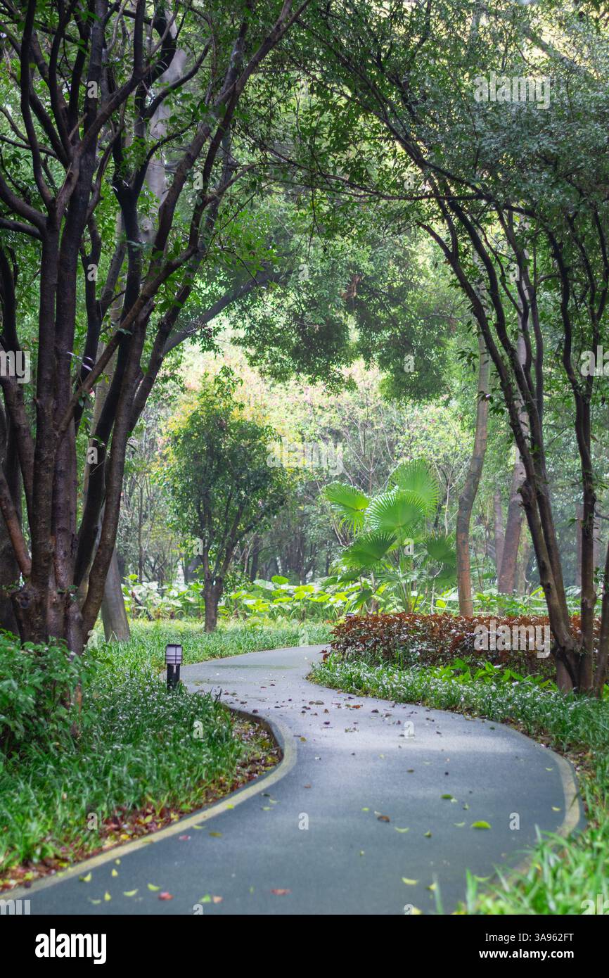 Enchanted Forest Pathway: Sun-Dappled Trail Winding Through Emerald ...