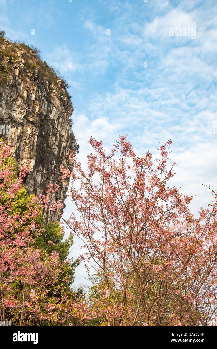 Pink Blossom Cascade: Cherry Flowers Dancing Along Rugged Cliff Faces ...