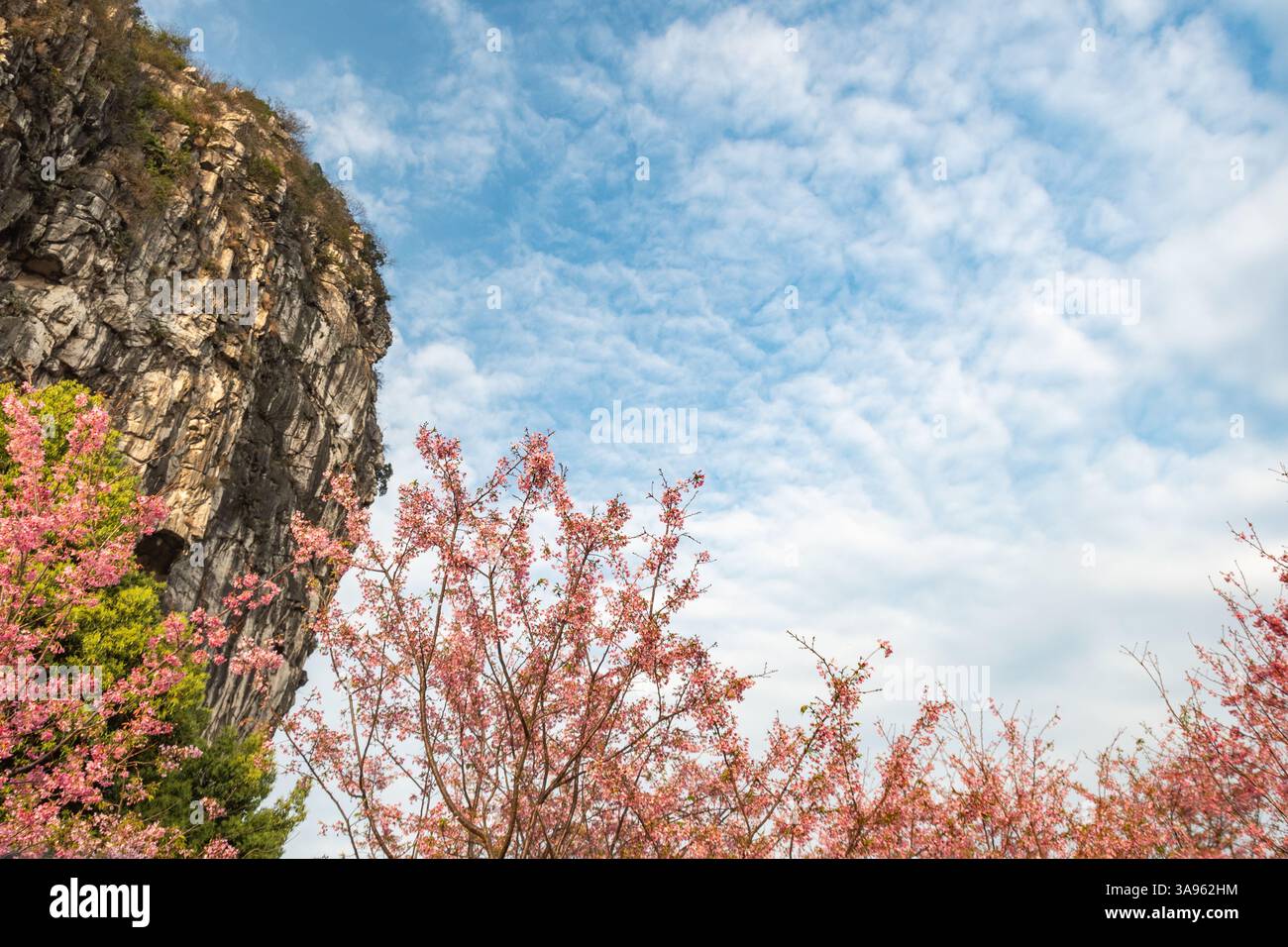 Pink Blossom Cascade: Cherry Flowers Dancing Along Rugged Cliff Faces ...