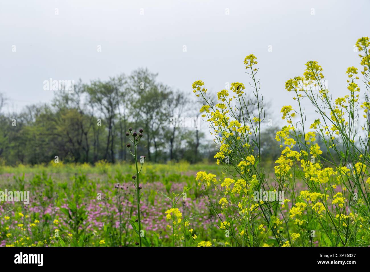 Sun kissed wildflowers hi-res stock photography and images - Alamy