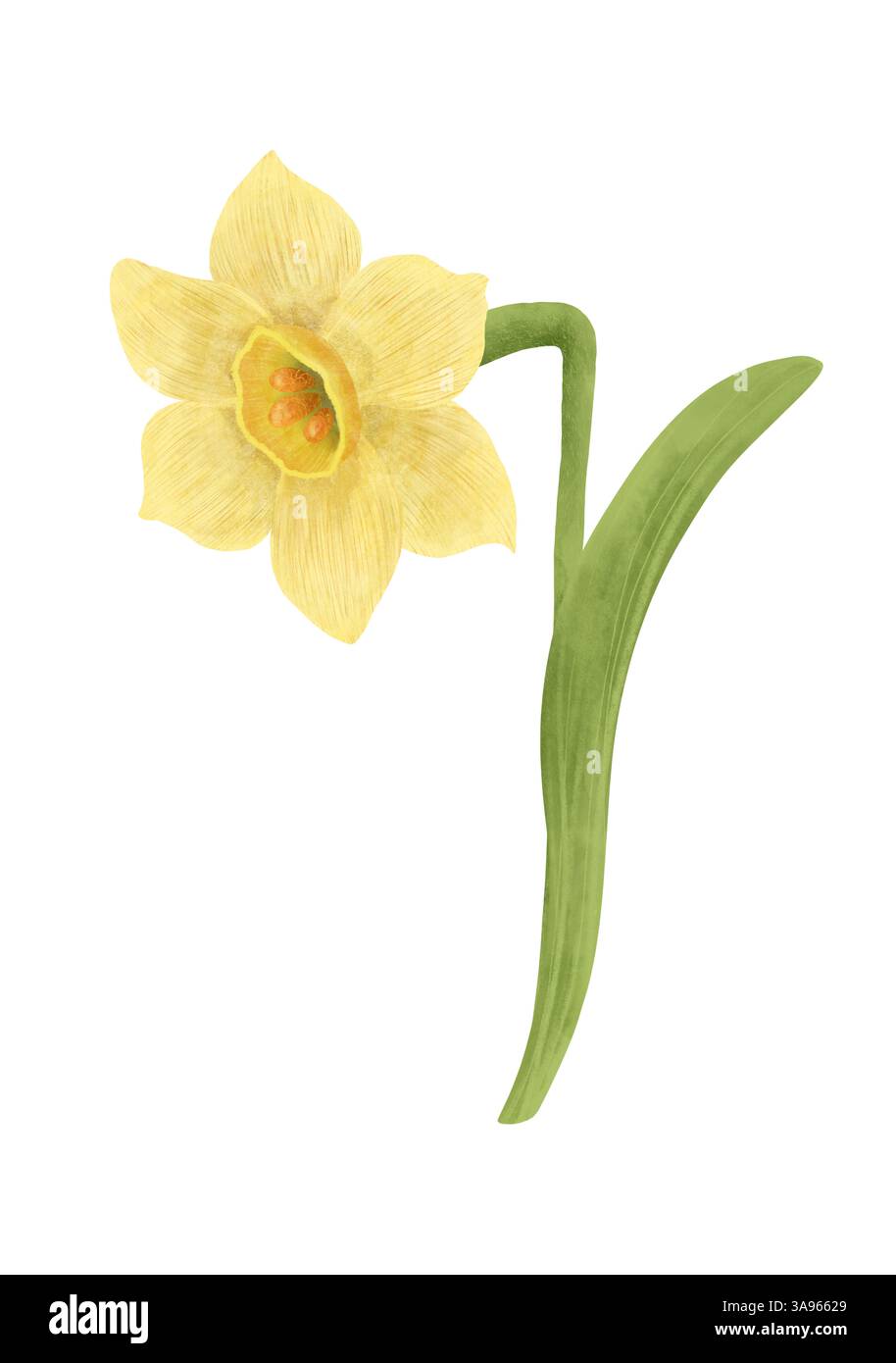 Yellow daffodil flower, handmade digital illustration isolated on a ...