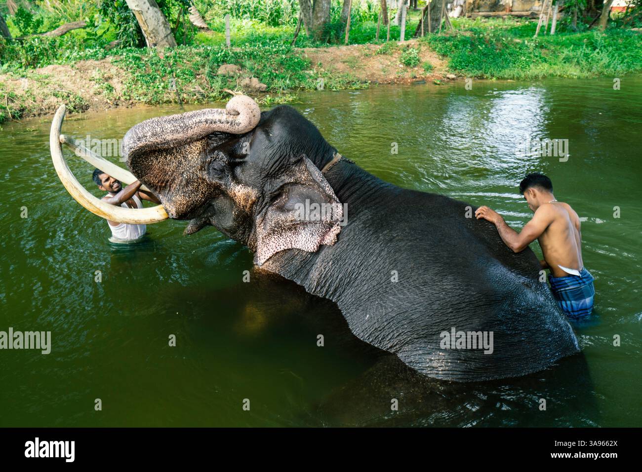 Majestic elephant in wild hi-res stock photography and images - Alamy