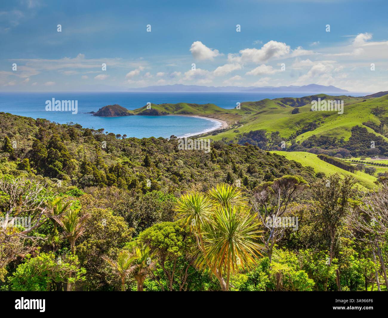 Port Jackson, Coromandel, New Zealand Stock Photo - Alamy