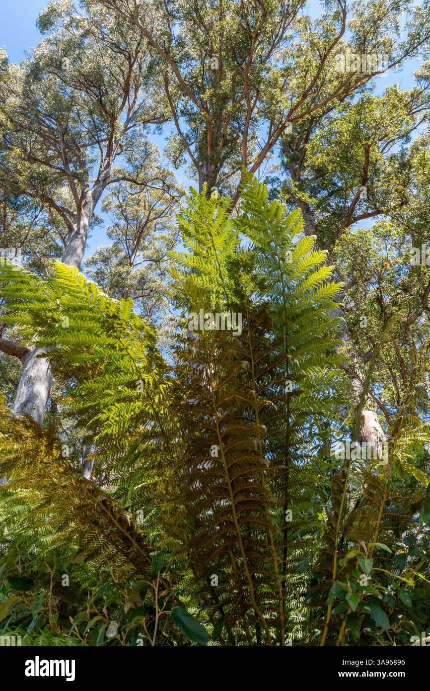 Tree fern and giant mountain ash, swamp gum tall trees at fern tree ...