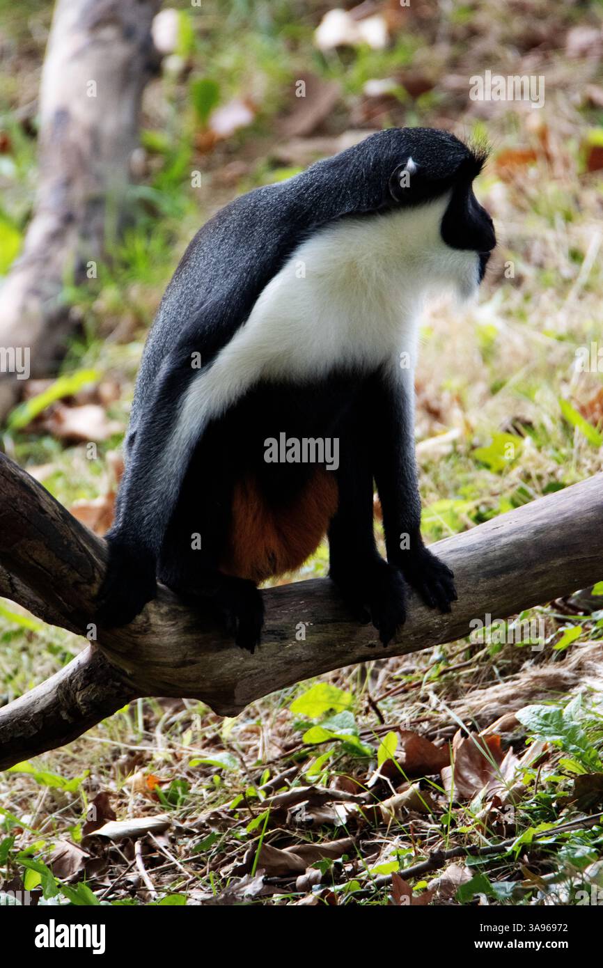 a single Diana monkey (Cercopithecus diana) isolated on a natural green ...