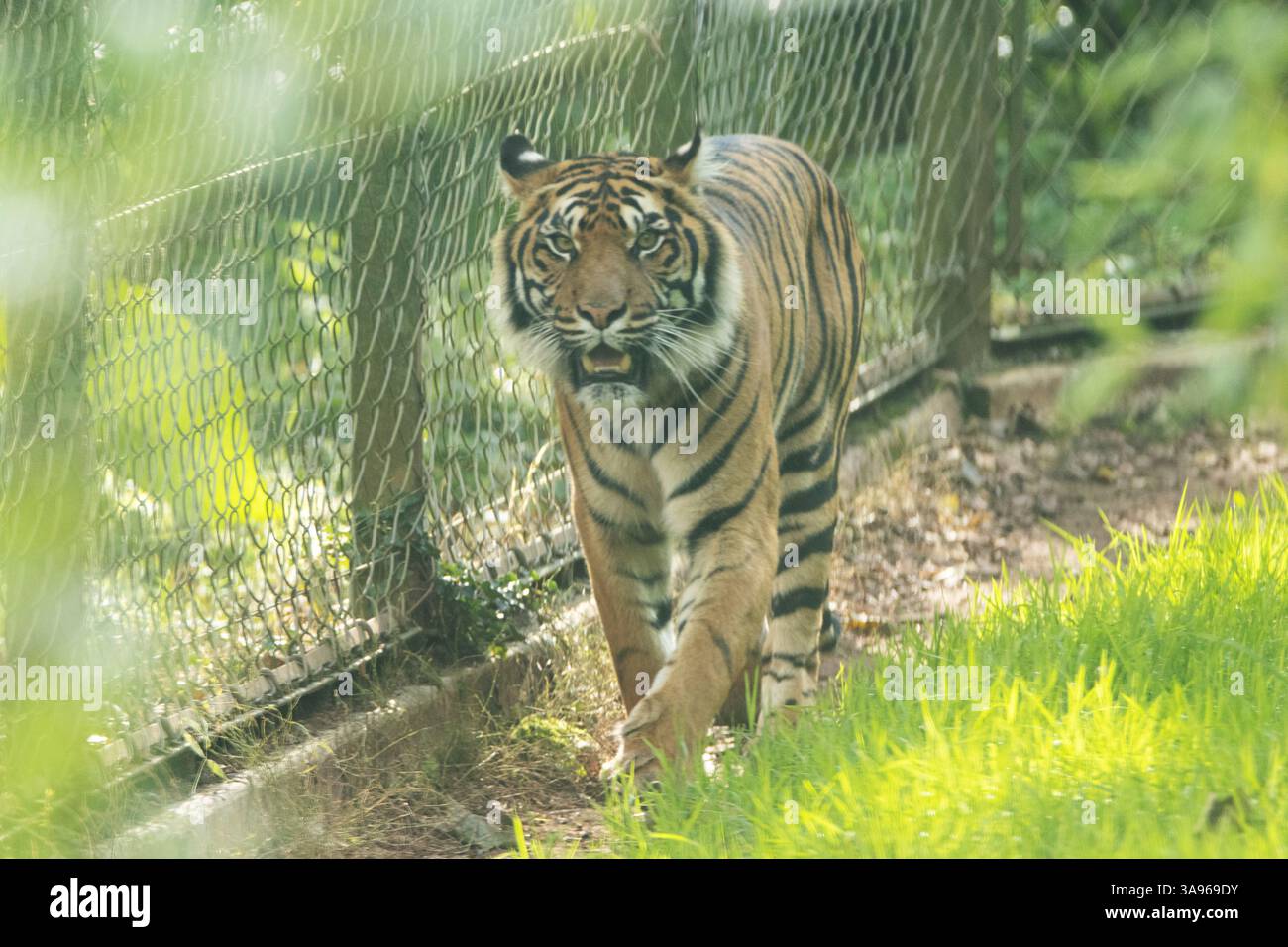 a Sumatran tiger (Panthera tigris sondaica) pacing next to a fence (1 ...
