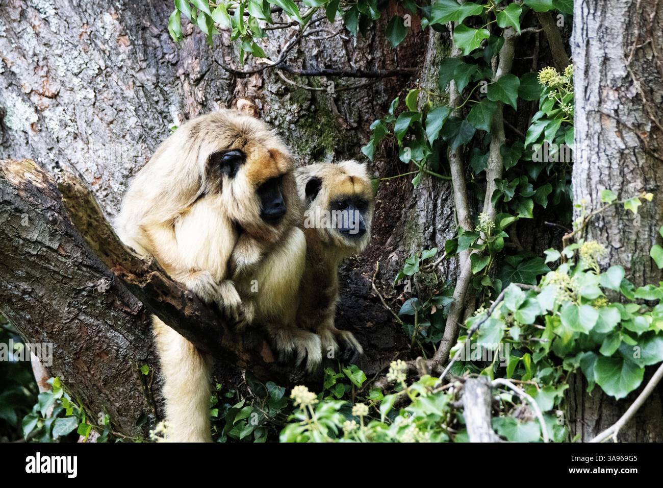 Black Howler Monkey (Alouatta caraya) family resting on a tree branch ...