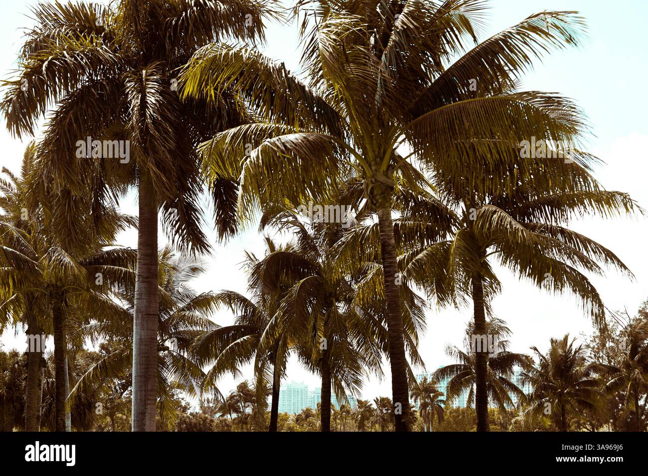 Tropical Paradise in Miami South Beach Stock Photo - Alamy