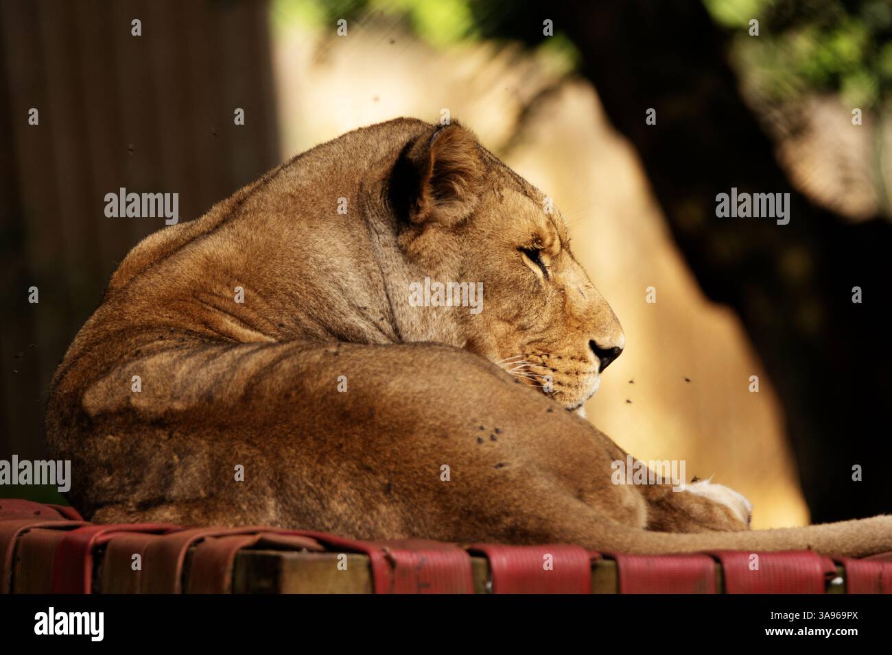 close up of a single female African Lion (Panthera leo leo) resting ...