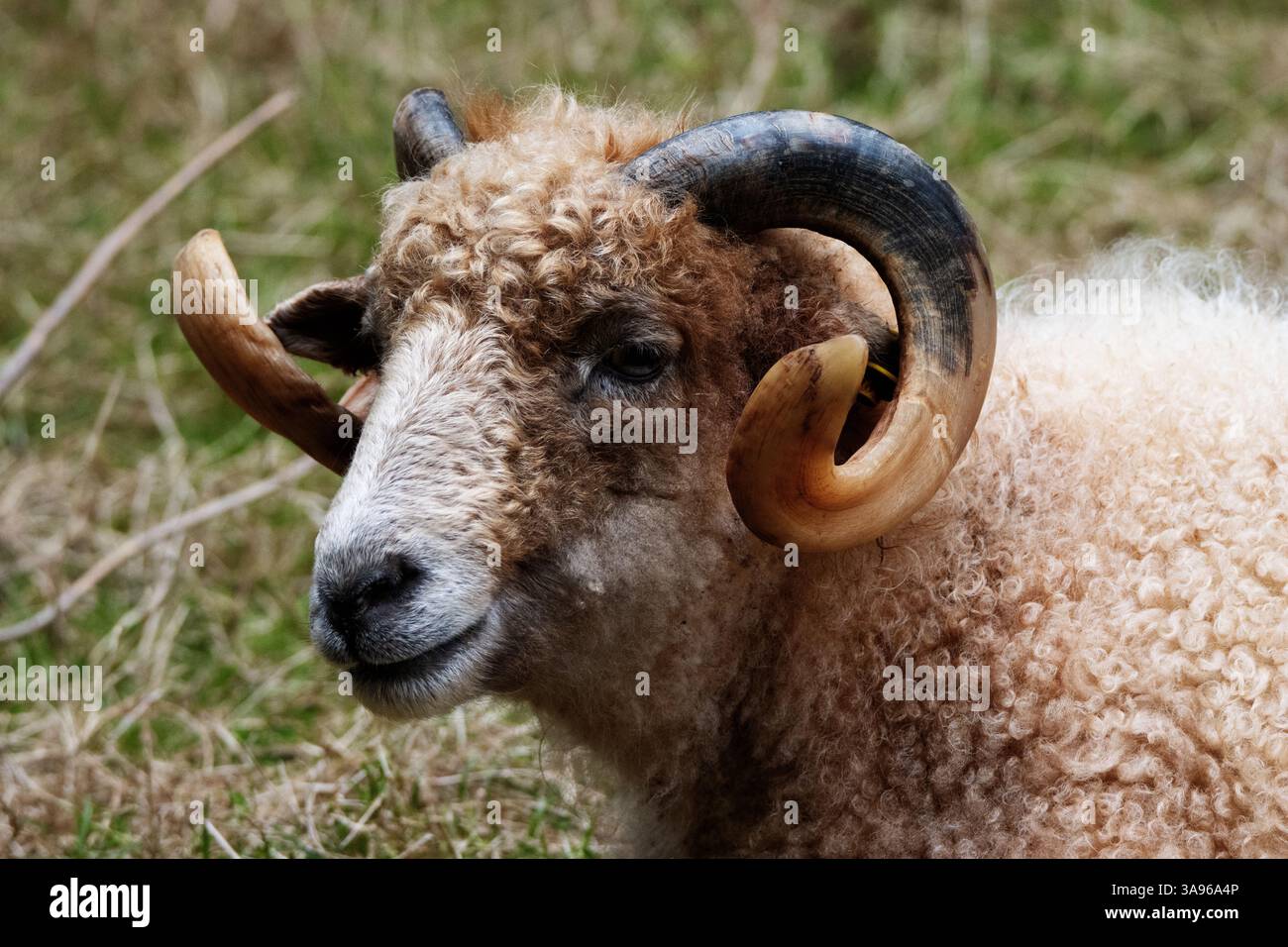 close up of the head of a Ouessant sheep (Ovis aries ouessant) with ...
