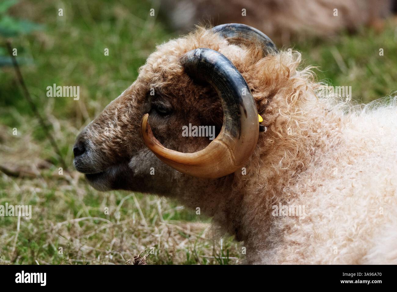 close up of the head of a Ouessant sheep (Ovis aries ouessant) with ...
