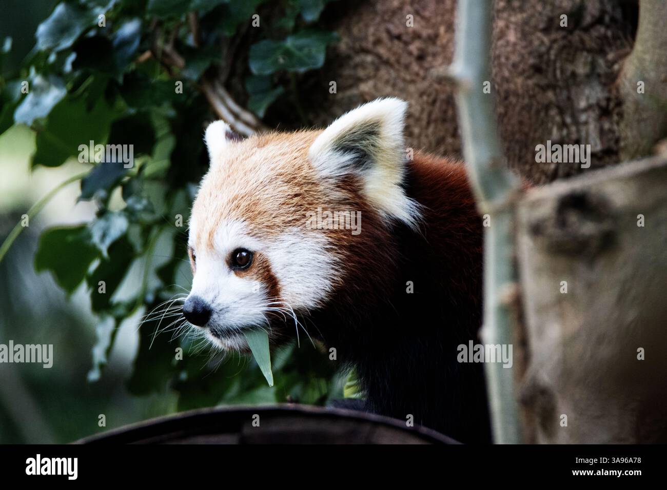close up of the head of a Red Panda (Ailurus fulgens) chewing a leaf ...