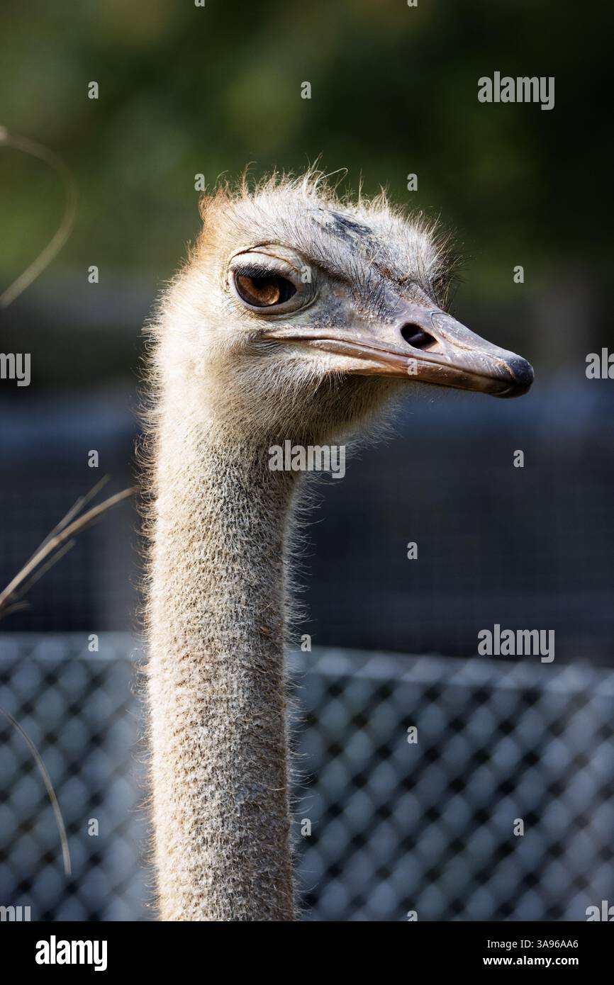 close up of the head of a Red-necked ostrich (Struthio camelus camelus ...
