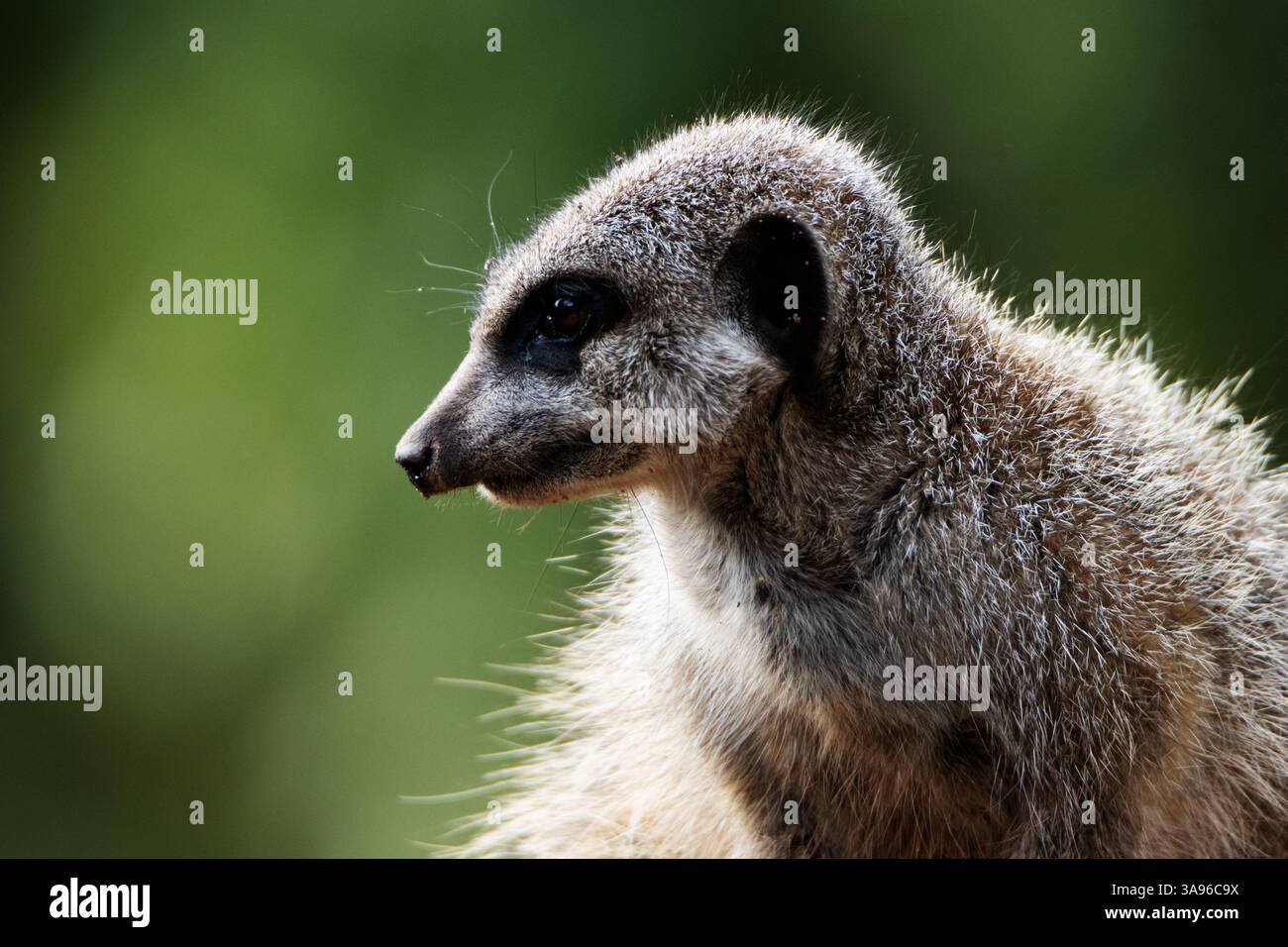 head and shoulders of a Slender tailed meerkat (Suricata suricatta ...