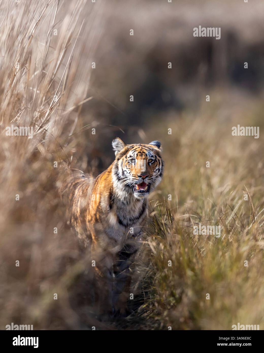curious wild male bengal tiger or panthera tigris cub out from ...