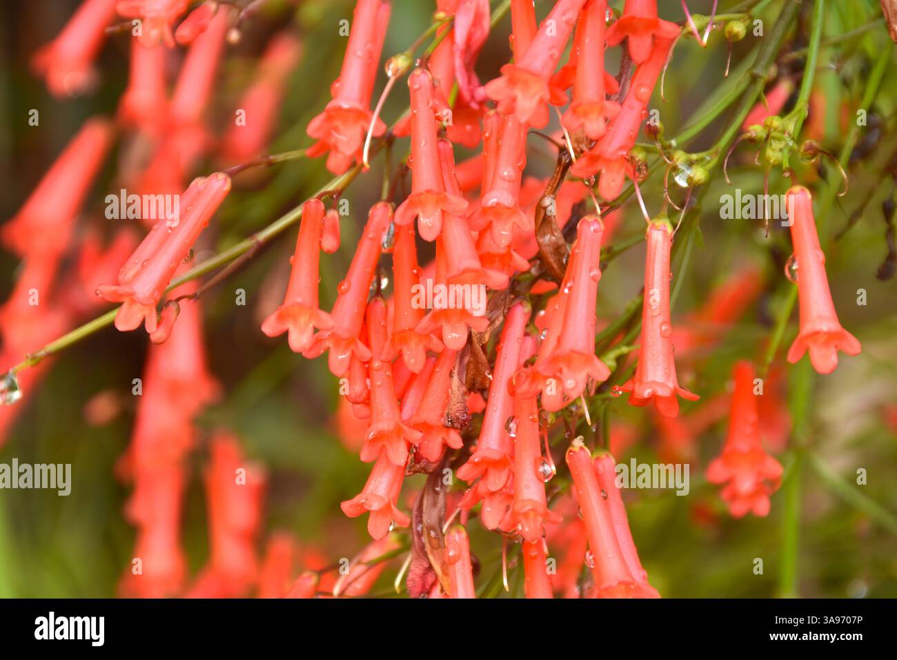firecracker or coral plant red flower with drop of water in garden ...