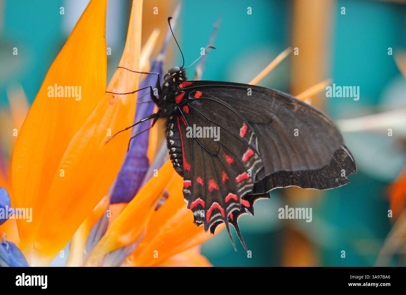 Scarlet Swallowtail (Papilio rumanzovia) butterfly. Also known as ...