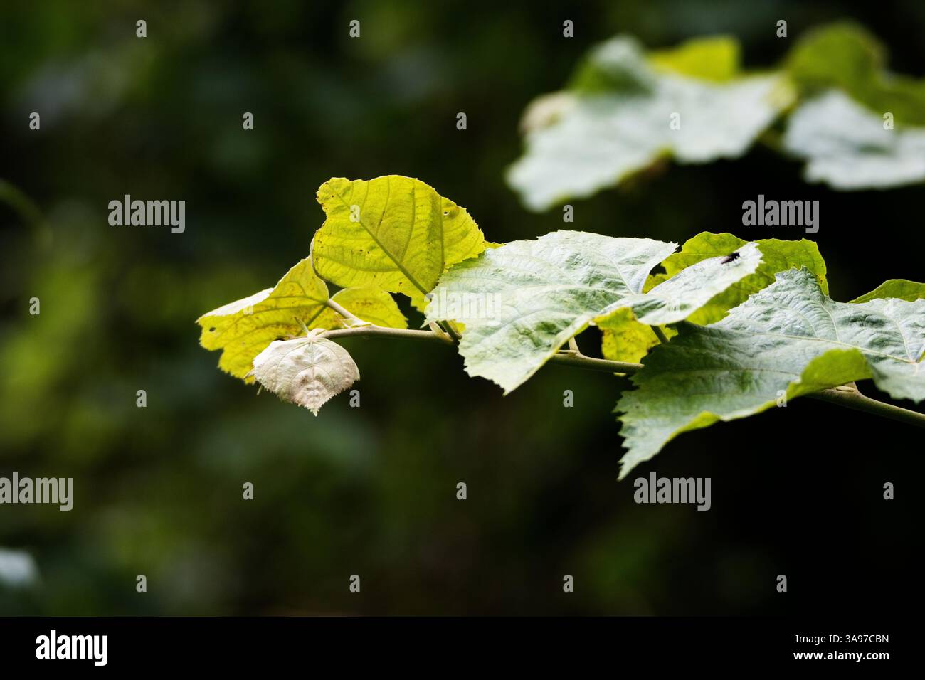 coloured tree leaves isolated on a natural green background in Devon ...