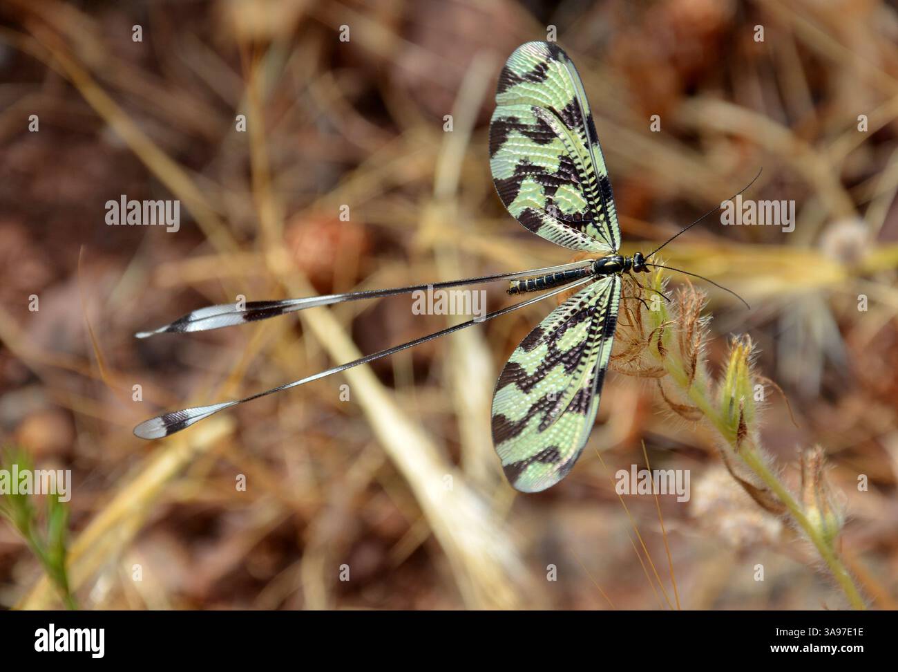Nemoptera sinuata insect in Turkey. Nemoptera sinuata is a diurnal ...