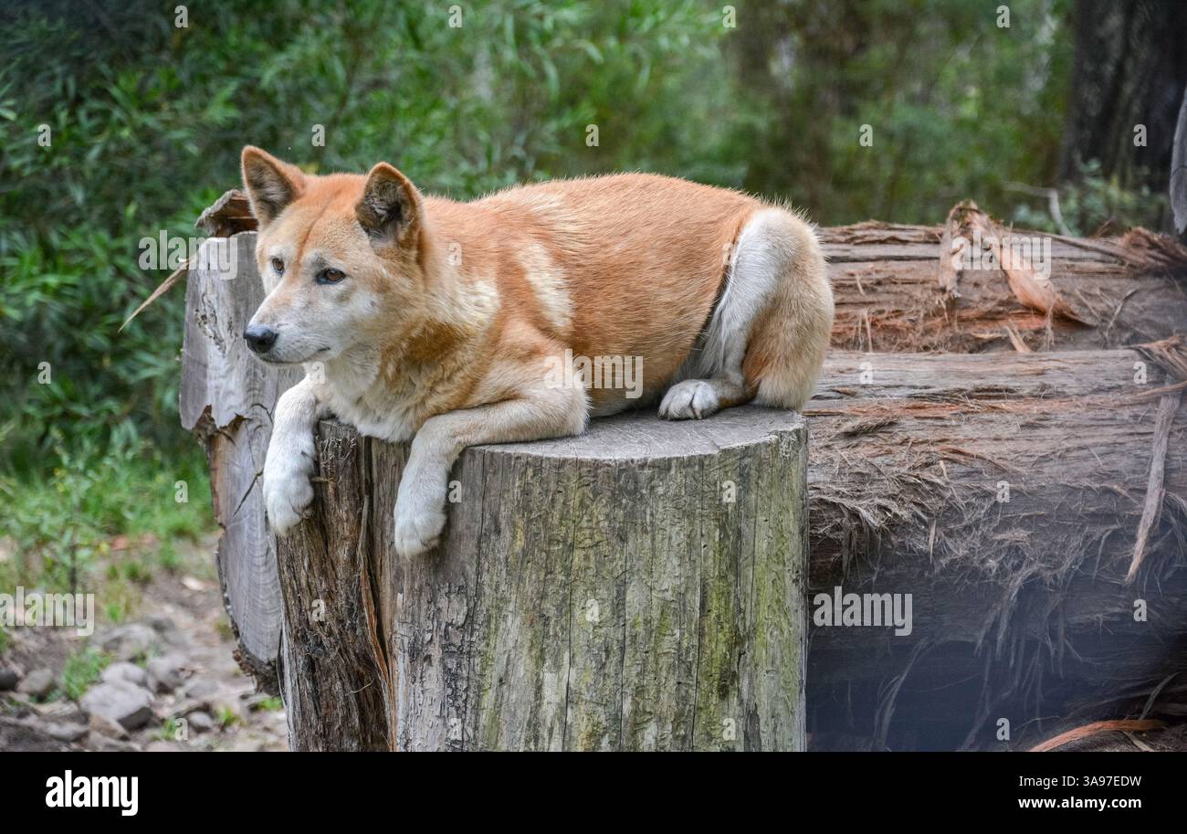 Dingo dog (Lupus Dingo) in Australia Stock Photo - Alamy