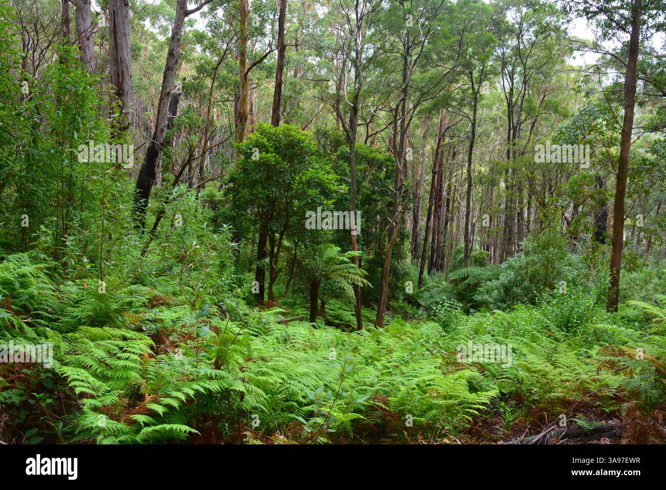 Forest scenery along 5km Lilly Pilly Gully Nature Walk in Wilsons ...