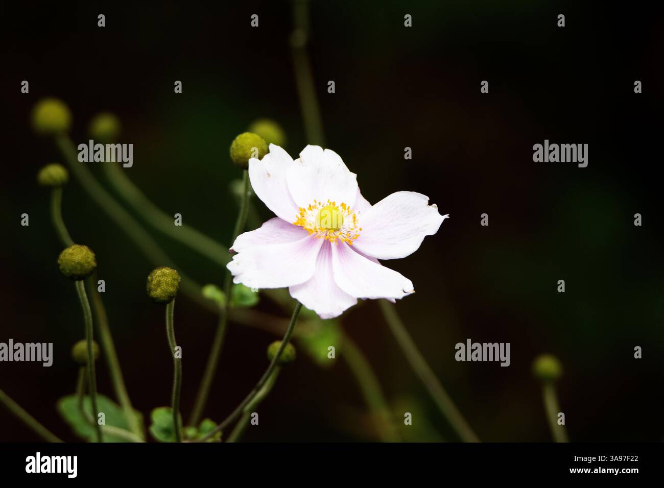 Japanese thimbleweed or anemone (Anemone hupehensis) flowers isolated ...