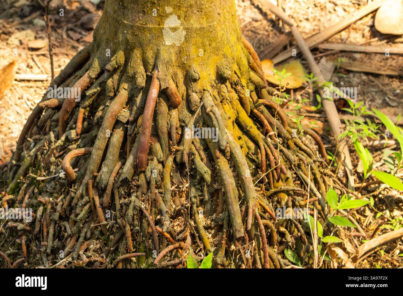 Exposed tree root system hi-res stock photography and images - Alamy