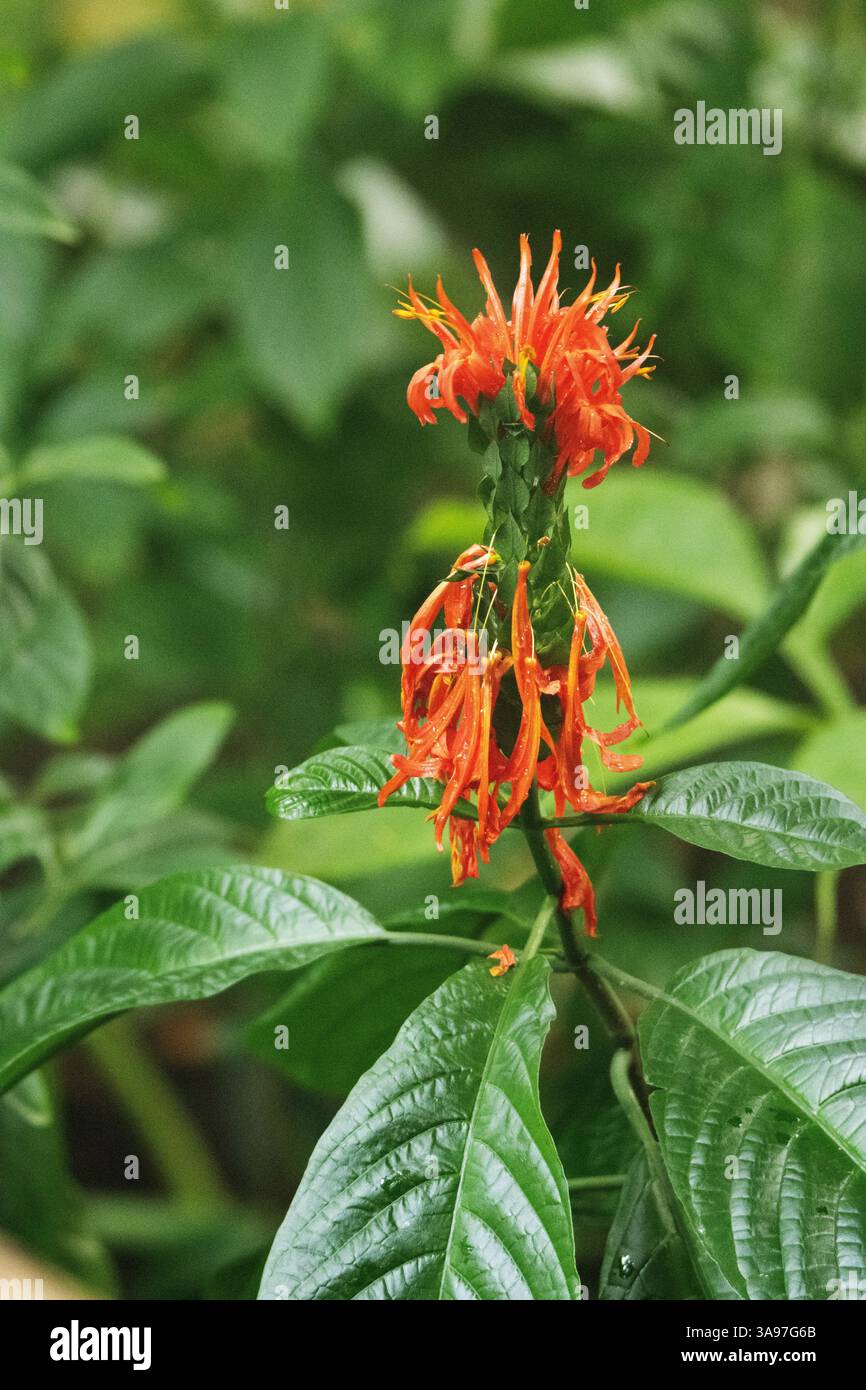 orange bamboo canes with dark green stems and canes Stock Photo - Alamy