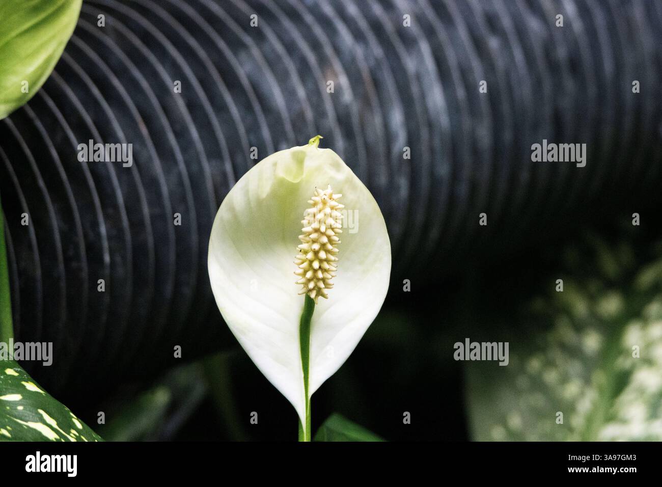Peace lily, white sails or spathe flower (Spathiphyllum wallisii ...