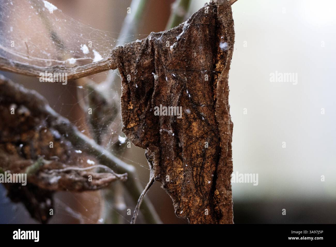spiders web and dew hanging between tree trunks with dead leaves ...