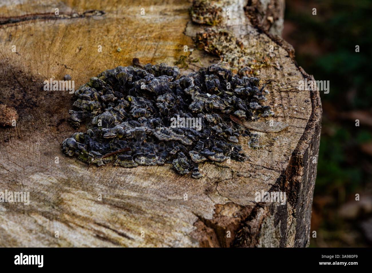 Exidia glandulosa fungi on a tree stump. Also known as Witches Butter ...