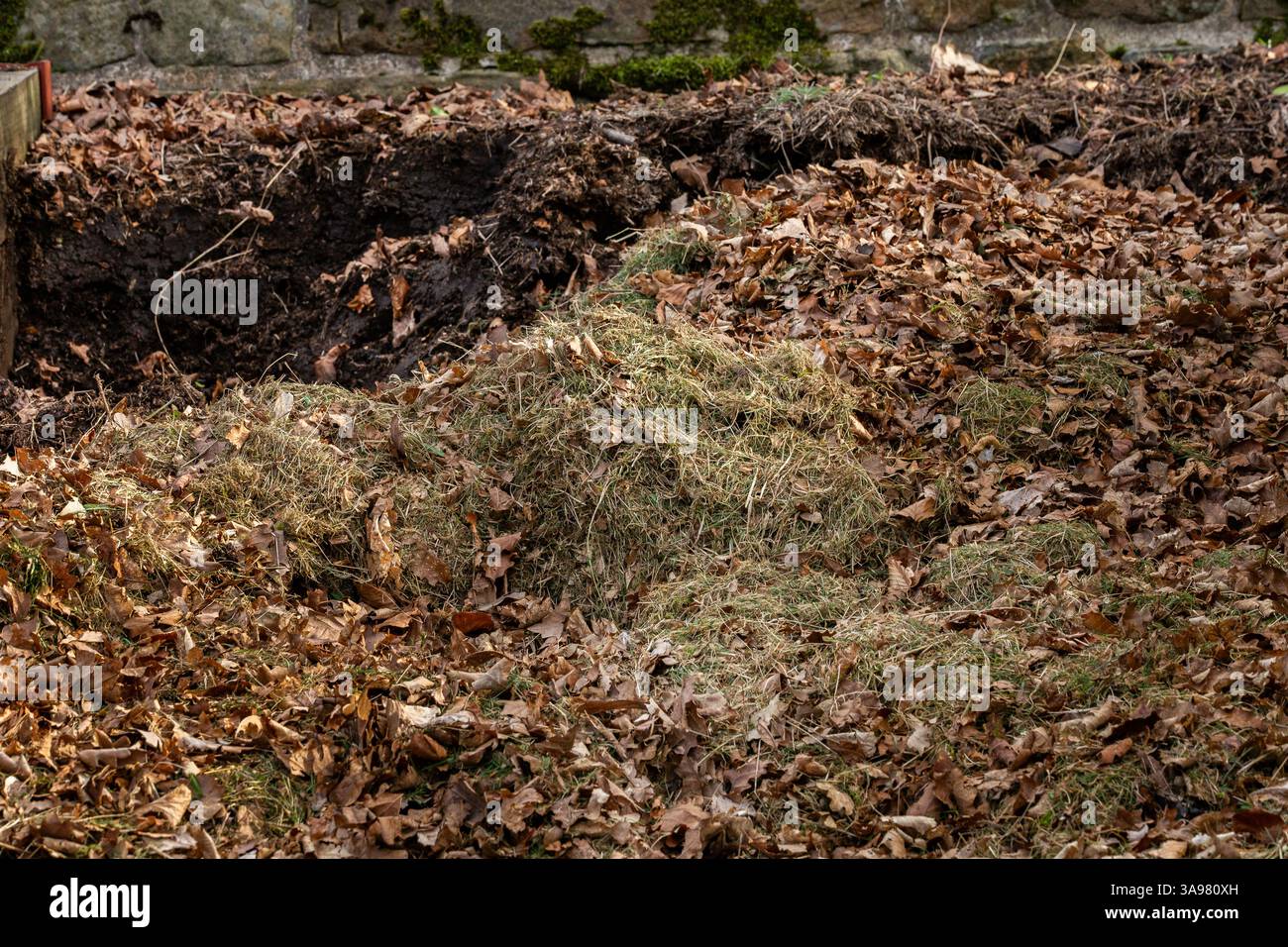 Dried, fallen leaves piled up ready for turn into leaf mold and compost ...