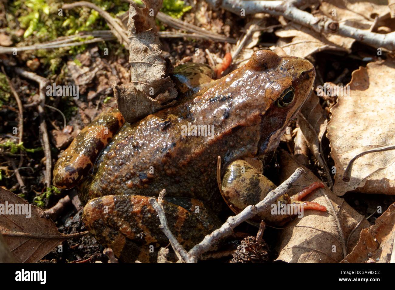 Common frog or grass frog (Rana temporaria), also known as the European ...