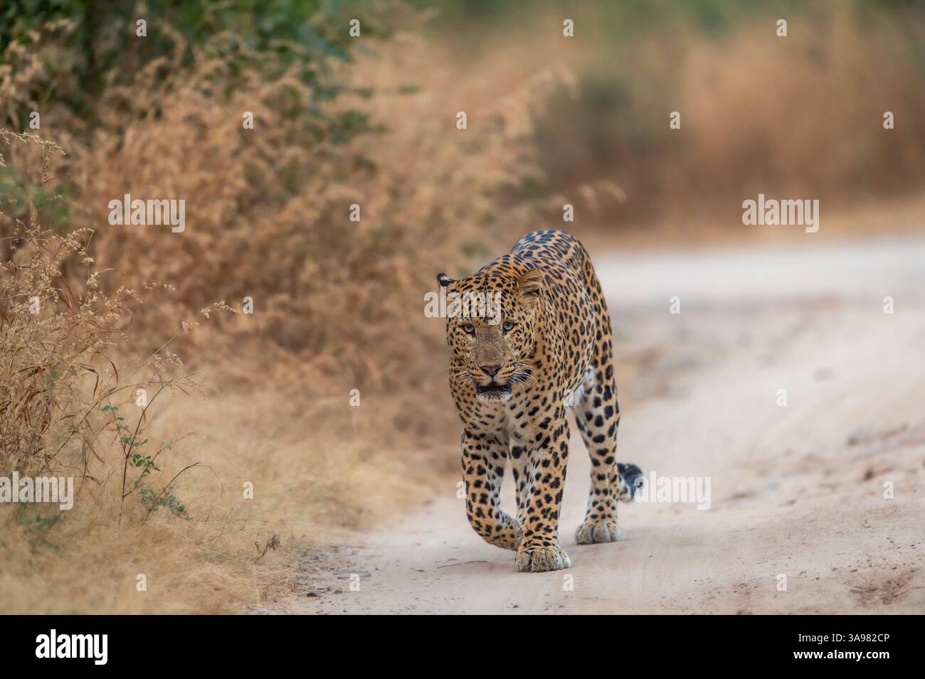 Indian wild male leopard or panthera pardus or panther straight walking ...