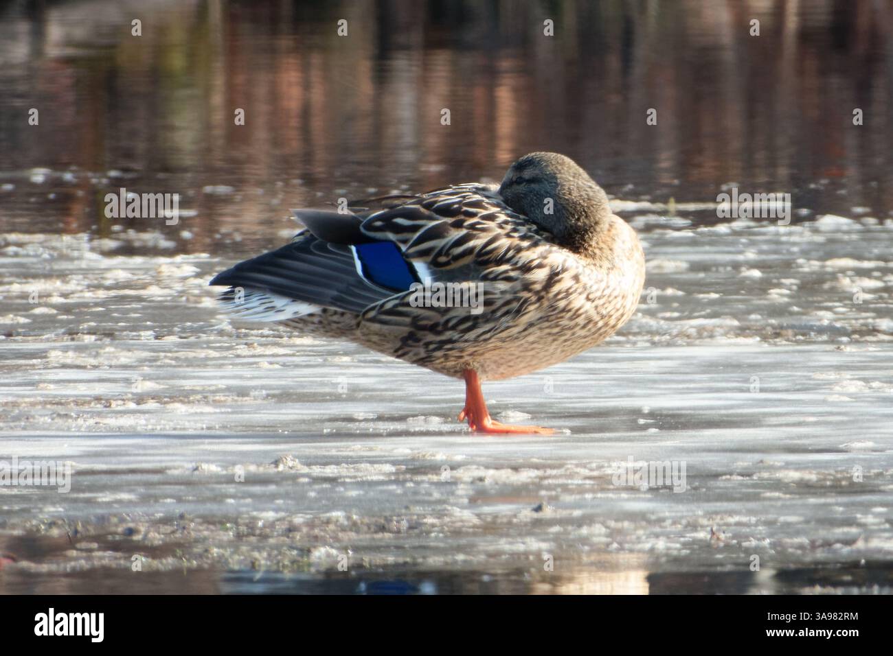 Mallard or wild duck (Anas platyrhynchos) is a dabbling duck that ...