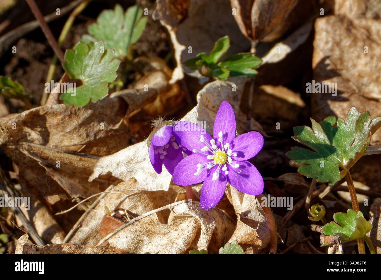 Anemone hepatica (syn. Hepatica nobilis), the common hepatica ...