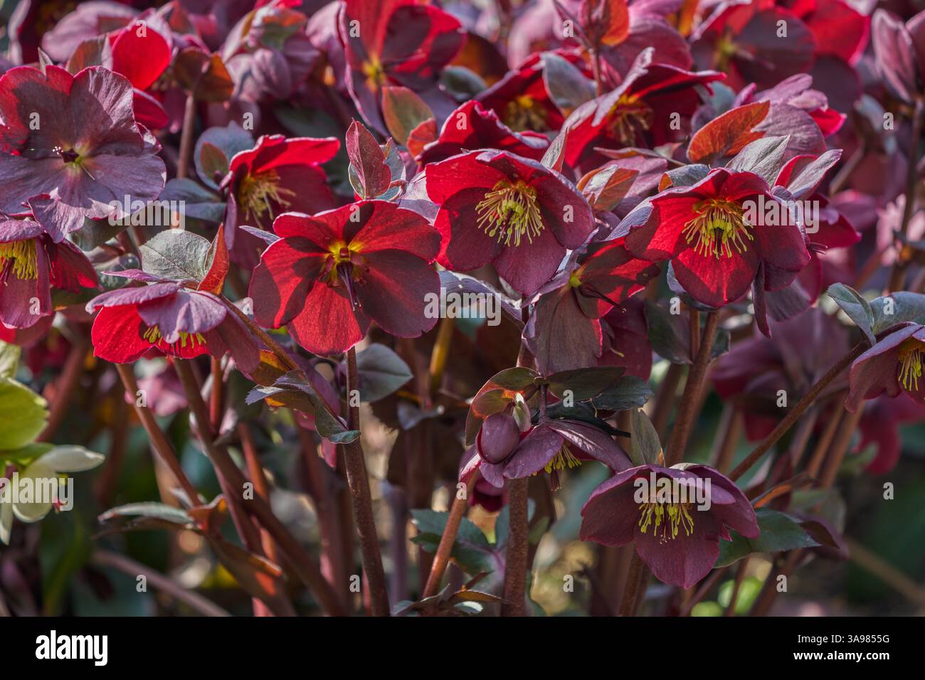 Lush colorful hellebore cluster in full bloom Stock Photo - Alamy